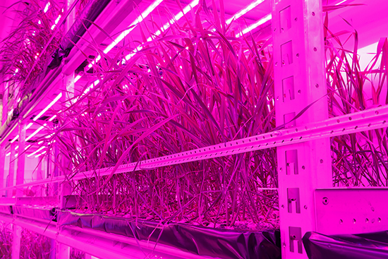 SpaceBakery - Bake bread on Mars - Puratos