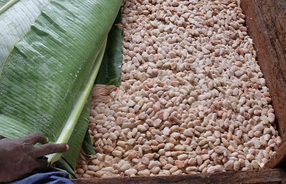 How fermentation standards impact the taste of chocolate - Puratos