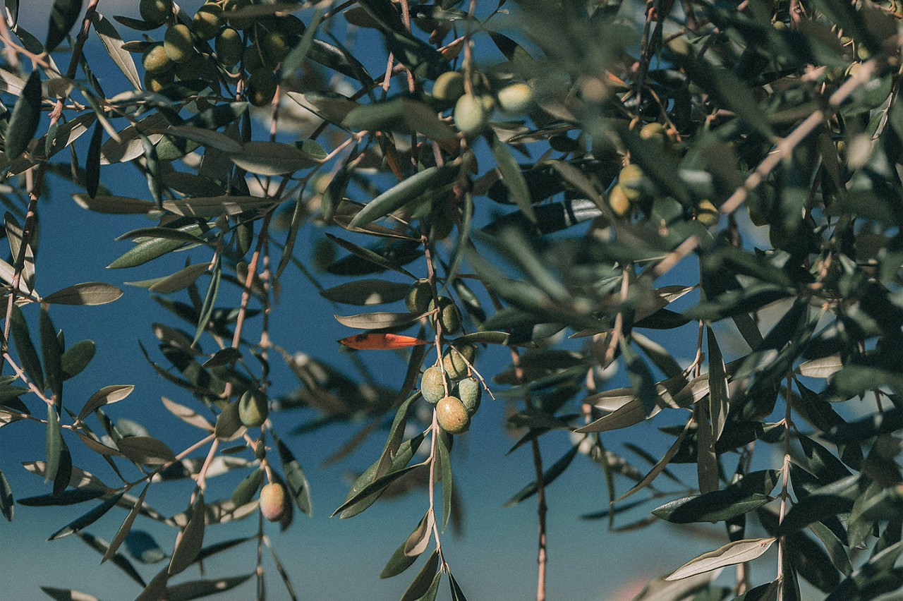 Phenoliva: turning olive waste into a valuable resource - Puratos