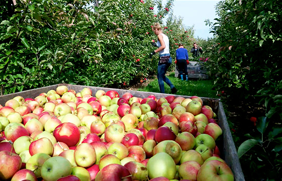 Fruit fillings: naturalness, from field to fork - Puratos